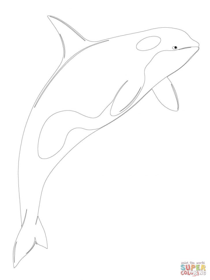 Creative Photo of Shamu Coloring Pages - vicoms.info
